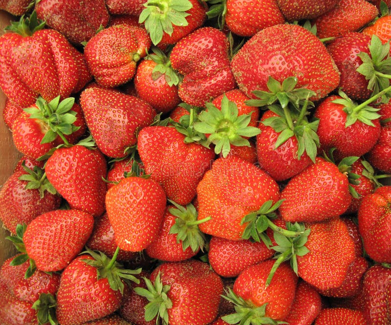 Strawberries stock photo. Image of frame, fruit, fruits - 10426524