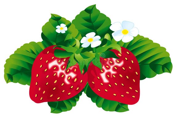 Fresh Aromatic Strawberries Stock Illustrations – 1,525 Fresh Aromatic ...