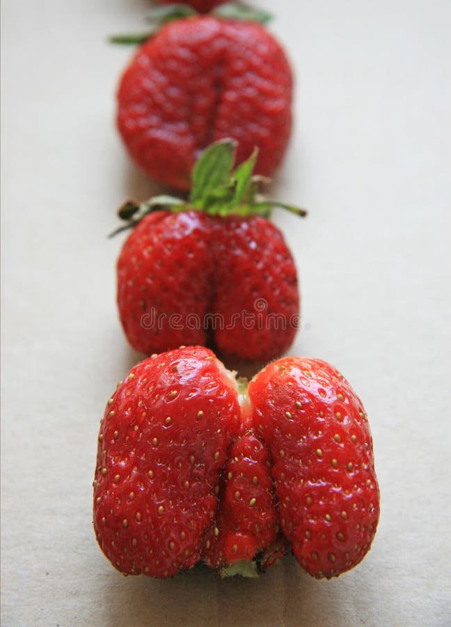 Mutated Strawberry Stock Photos - Free & Royalty-Free Stock Photos from ...
