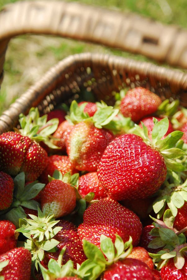 Strawberries stock photo. Image of strawberries, strawberry - 4149708