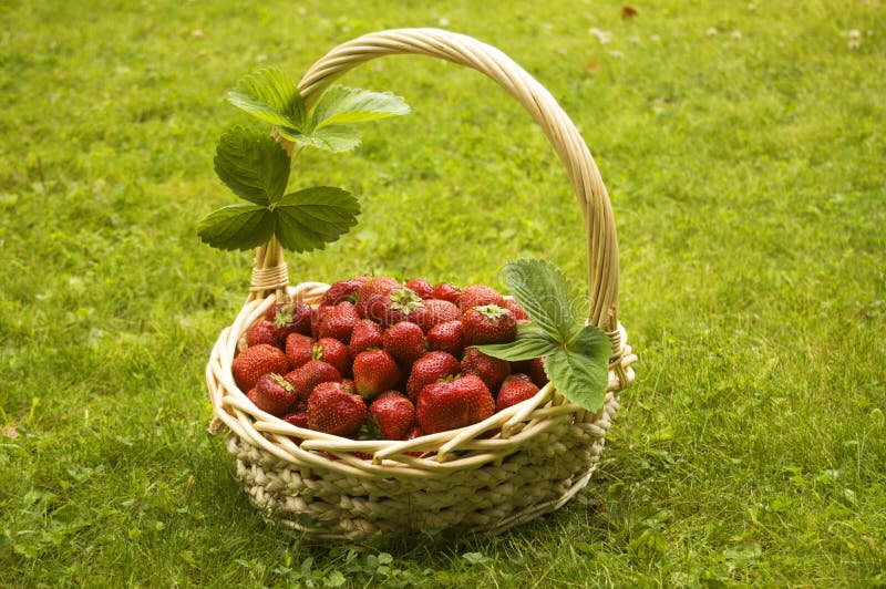 Strawberries in basket stock image. Image of edible, organic - 10300079
