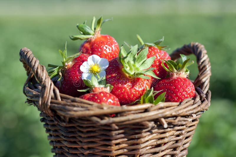 Strawberries in the basket stock image. Image of copy - 25039703