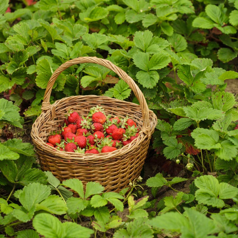 Strawberries in a basket stock photo. Image of diet, garden - 25786904