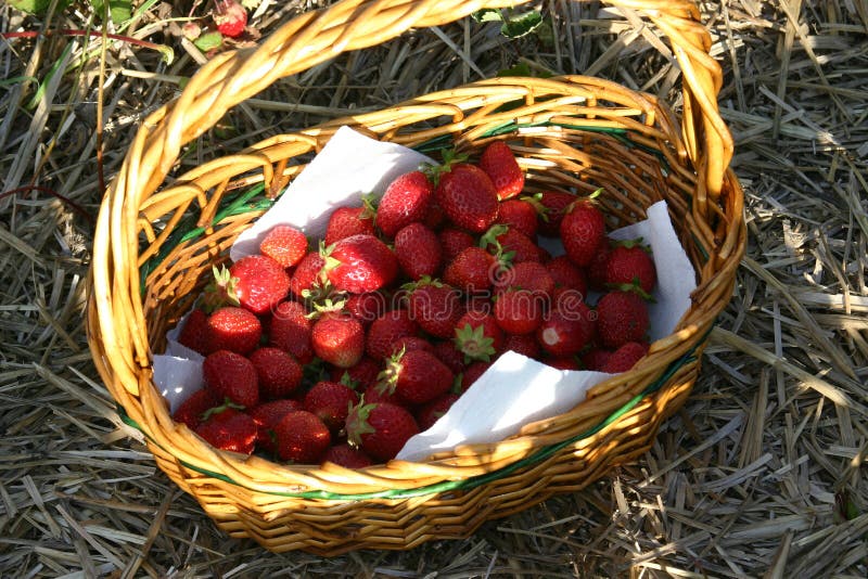 Strawberries in a basket stock photo. Image of delicious - 2651830