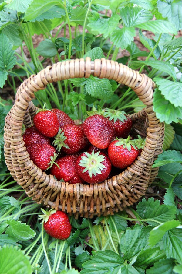 Strawberries in a basket stock image. Image of fragaria - 32551643