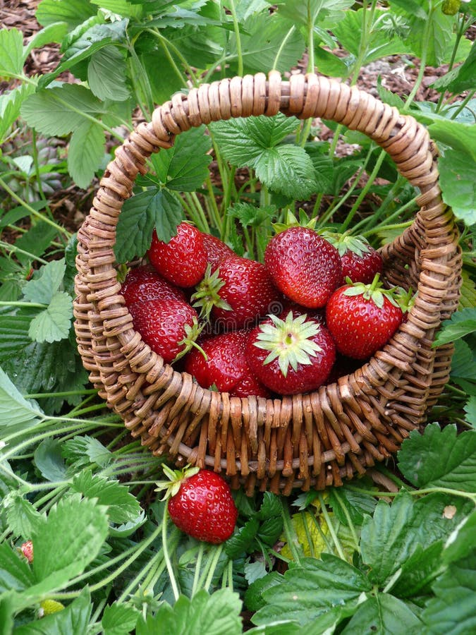 Strawberries in a basket stock image. Image of field - 32552239