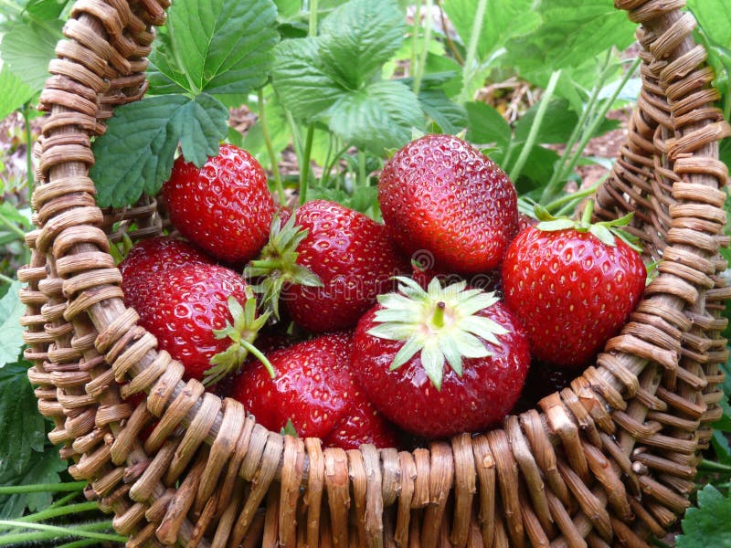 Strawberries in a basket stock image. Image of harvest - 32553595