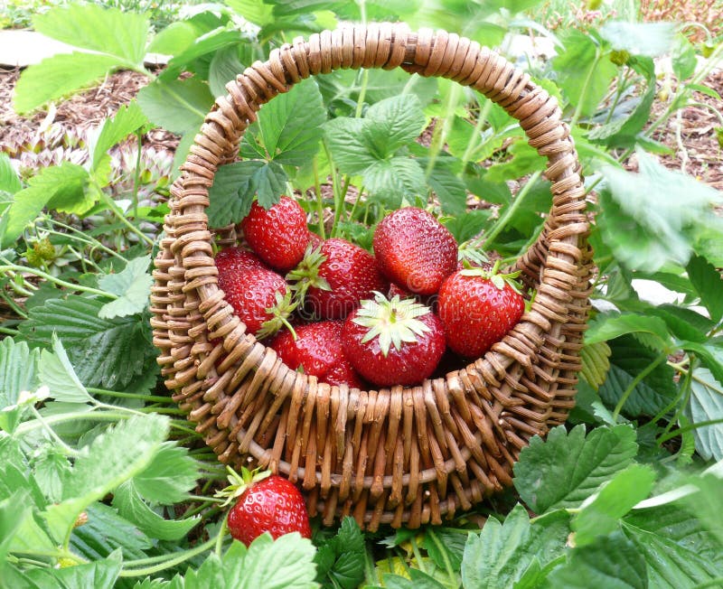 Strawberries in a basket stock image. Image of blossoms - 32556489