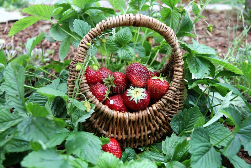 Strawberries in a basket stock photo. Image of fruit - 32558096
