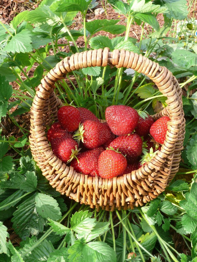 Strawberries in a basket stock photo. Image of fruits - 32551302