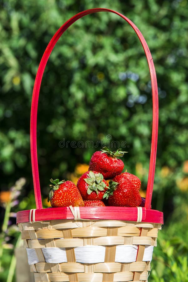 Strawberries in a basket stock photo. Image of leaves - 61375980