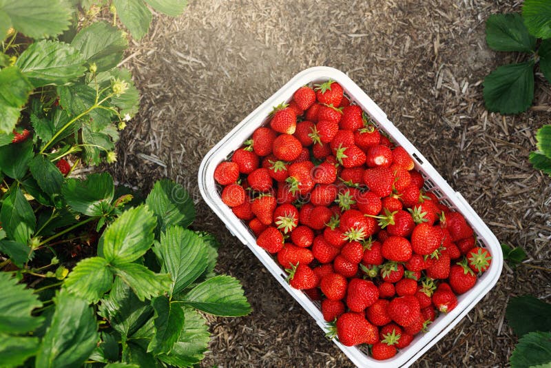 Strawberries in Basket on the Ground in the Field at a Farm. Stock ...