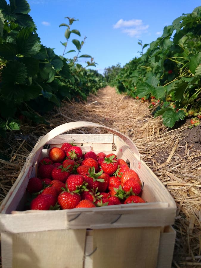 Strawberries in a basket stock photo. Image of food, vegetable - 56076764
