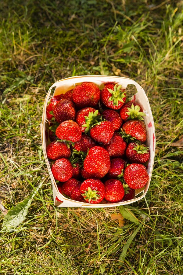 Strawberries stock image. Image of angle, meadow, spring - 90244519