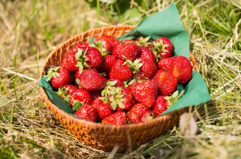 Strawberries in basket stock image. Image of leaf, agriculture - 37093983