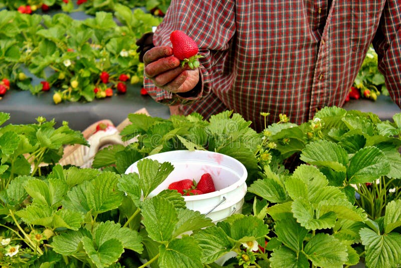 Strawberries Being Picked -2 Stock Photo - Image of green, delicious ...