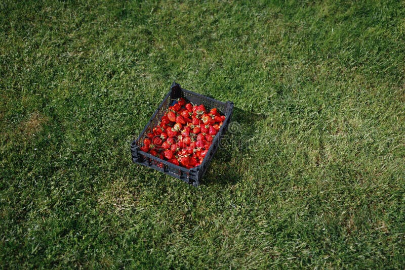 Strawberries Box on Green Lawn Background Stock Image - Image of nature ...