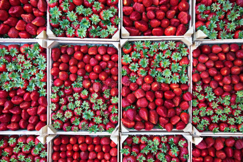 Strawberries in boxes. stock photo. Image of packed, berries - 78646694