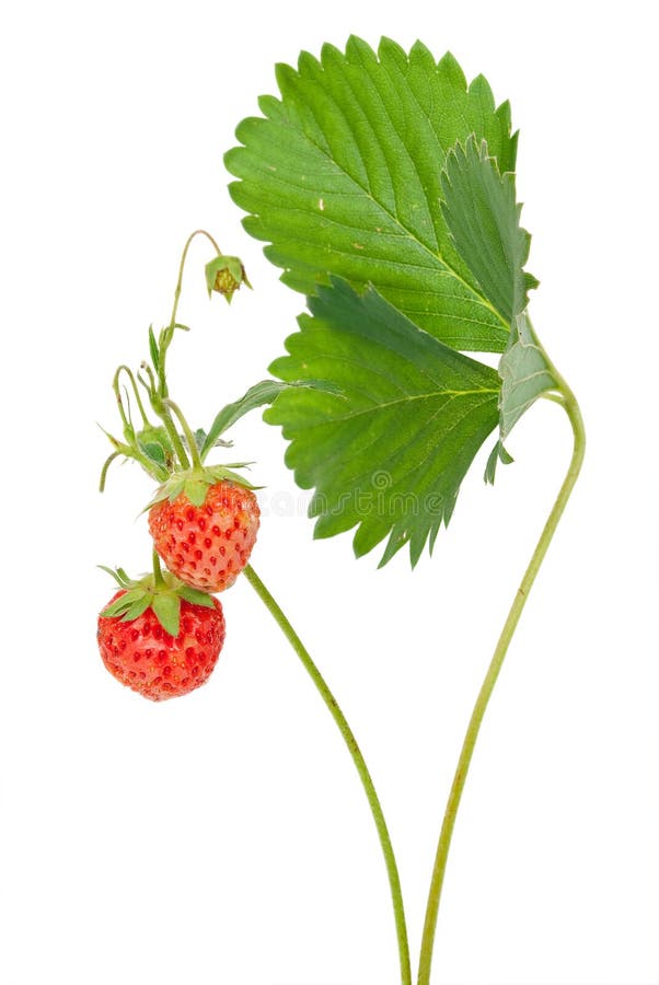 Wild strawberries stock photo. Image of bush, blooming - 3106760