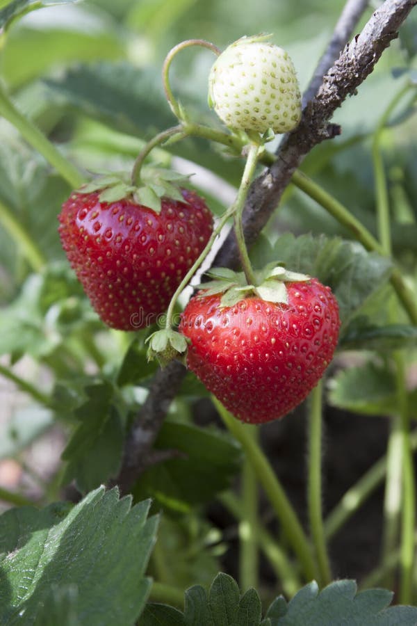 Strawberries on the Branch . Stock Image - Image of sweet, beverage ...