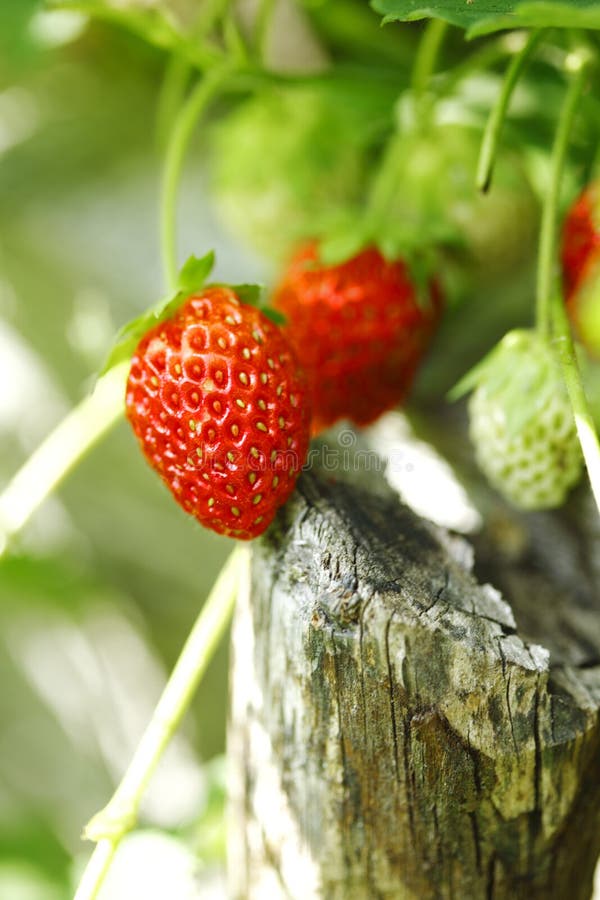 Strawberries on branch stock image. Image of closeup - 33676919