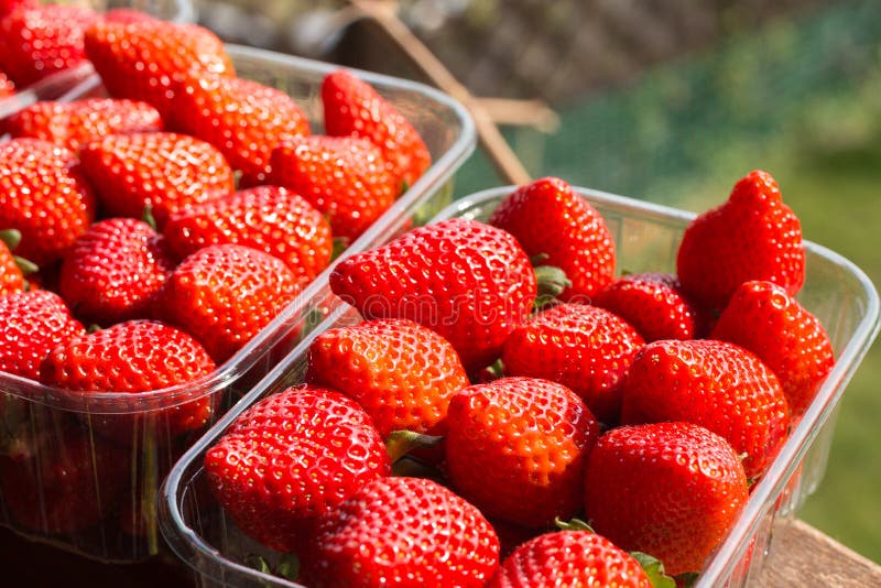 Strawberries are Bright, Fresh, Aromatic Stock Photo - Image of green ...