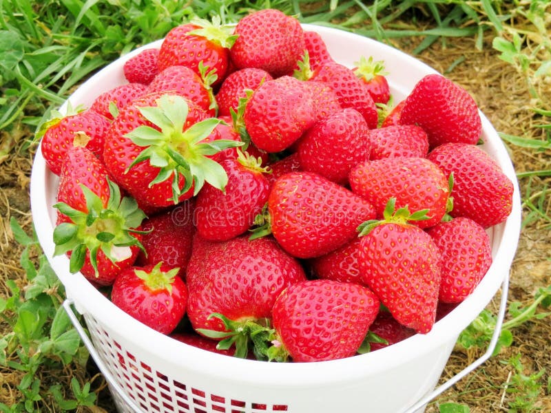 Strawberries stock image. Image of healthy, fresh, bucket - 90405895