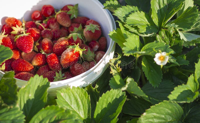 Strawberries in a Bucket in Strawberry Plants Stock Photo - Image of ...
