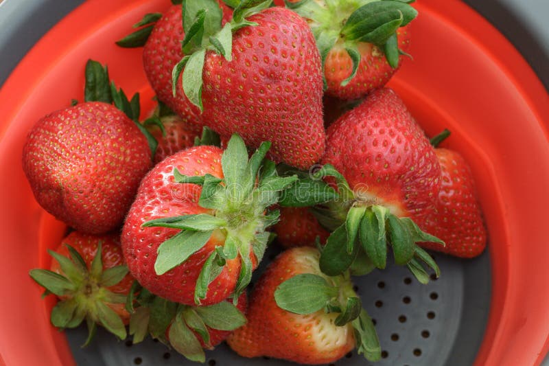Red Strawberries in Colander on a White Wooden Table Stock Image ...