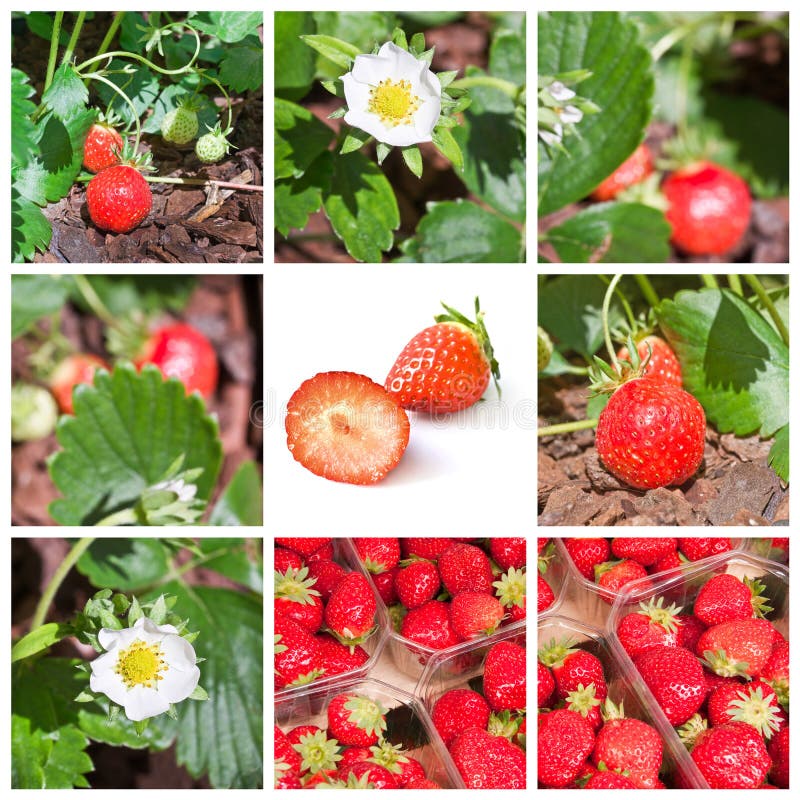 Strawberries collage stock image. Image of chopped, close - 56198919