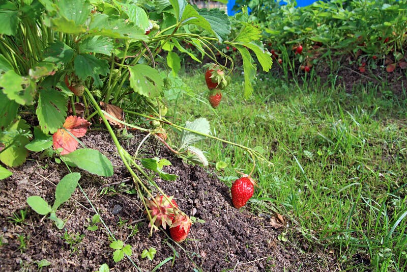 Strawberries in garden stock image. Image of health, garden - 12369821