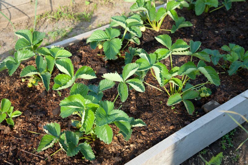 Strawberries in the garden stock image. Image of gardening - 32502393