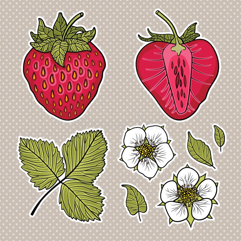 Strawberries. Graphic Stylized Drawing Stock Vector - Illustration of ...