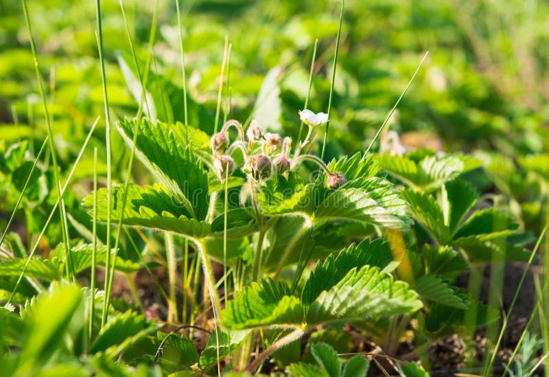 Strawberries growing stock photo. Image of inflorescence - 33158788