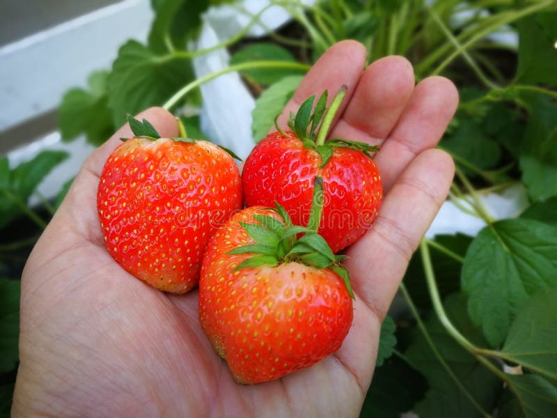 Strawberries in hand stock photo. Image of plant, fresh - 141159362