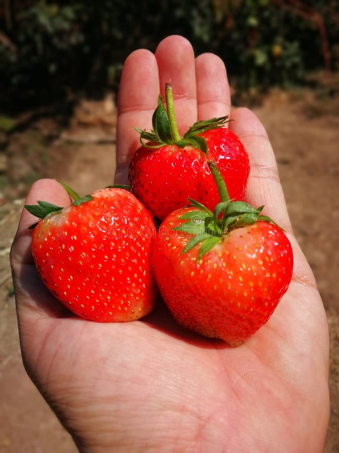 Strawberries in hand stock image. Image of food, organic - 141159601