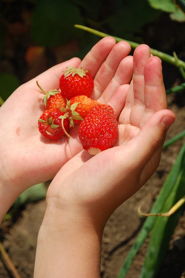 Strawberries in hands stock image. Image of picking, juicy - 9597643