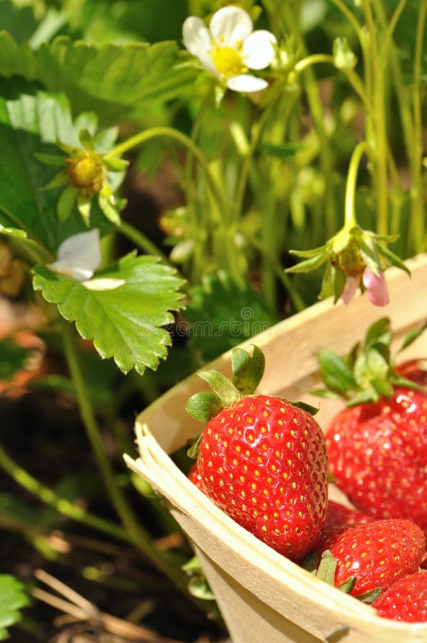 Strawberries harvested stock image. Image of harvesting - 24845201