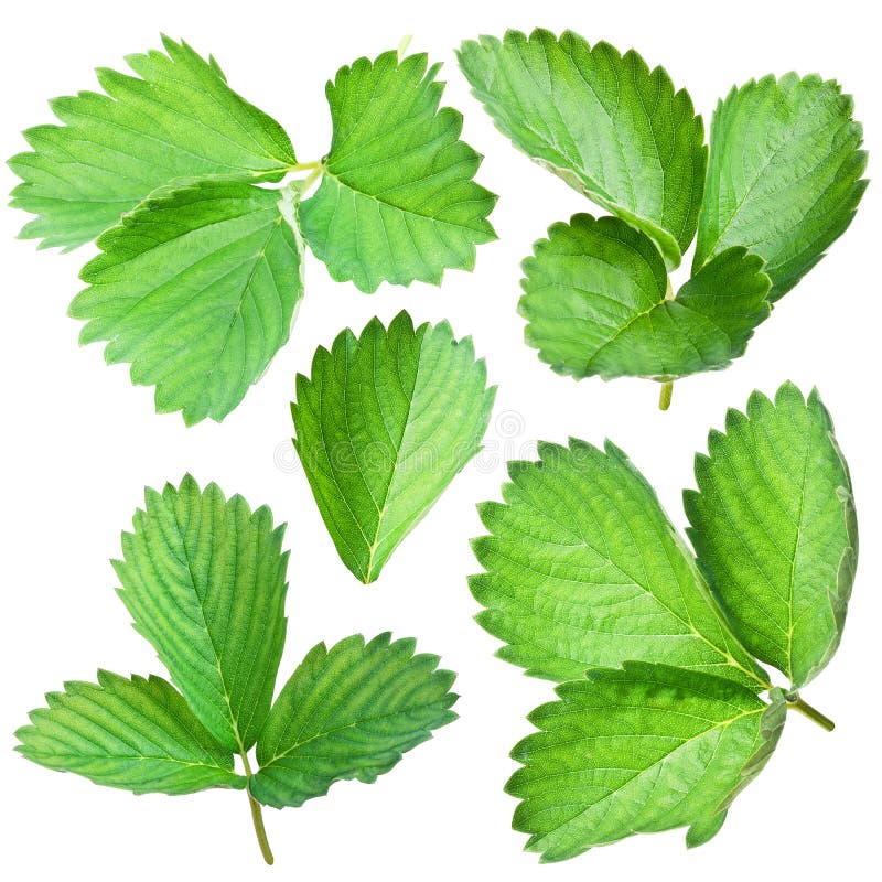 Strawberries leaves. stock photo. Image of texture, details - 32030348