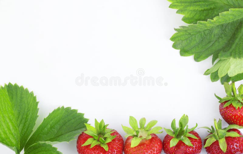 Strawberries with Leaves on a White Background. Frame of Strawberries ...