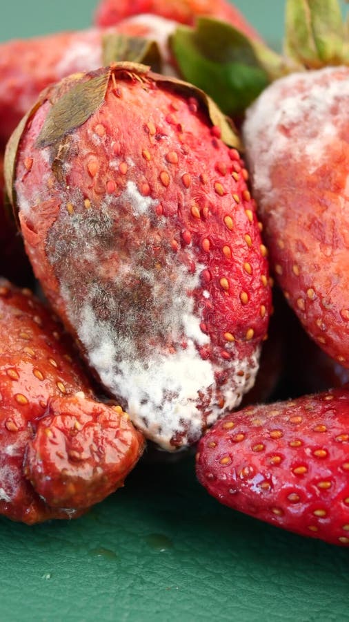 Strawberries with Mold in a Close-up Shot Stock Footage - Video of ...