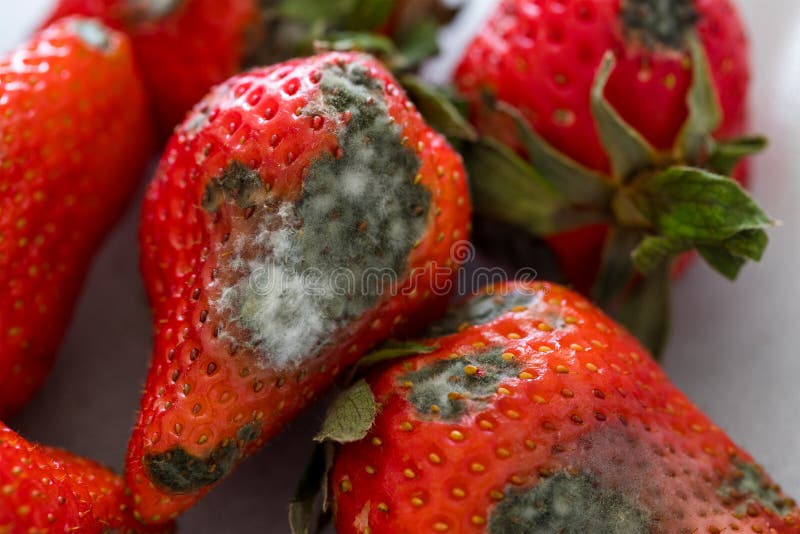 Strawberries with mold stock photo. Image of disgusting - 142363904