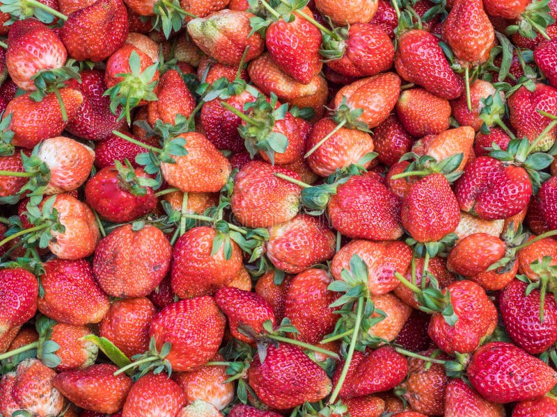 Strawberries are Not Ripe, the Market Stock Photo - Image of nature ...