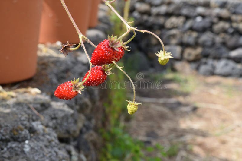 Strawberries stock photo. Image of close, food, environment - 93574398