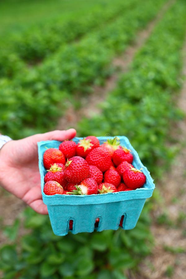 Pint of Strawberries stock image. Image of strawberry - 1083421