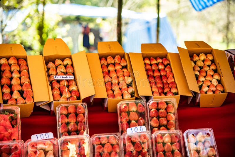 Strawberries in Many Package Stock Photo - Image of ingredient ...