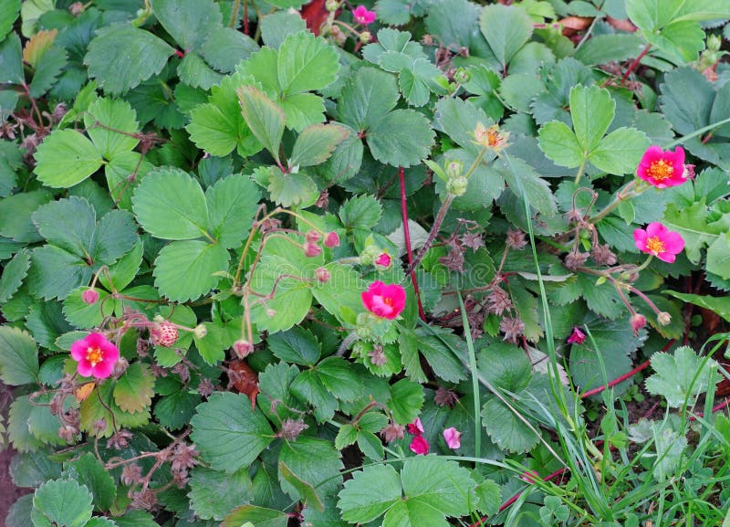 Strawberries with Pink Flowers Stock Photo - Image of botanical, detail ...