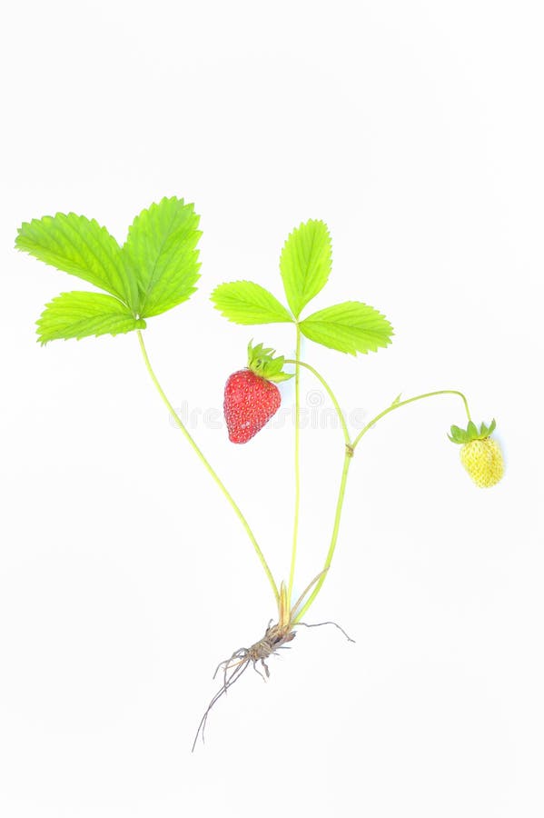 Strawberries plant stock photo. Image of tasty, organic - 15206116