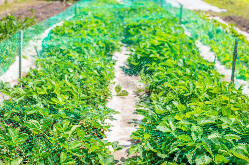 Strawberries Planted in Long Rows Covered with Protective Netting from ...