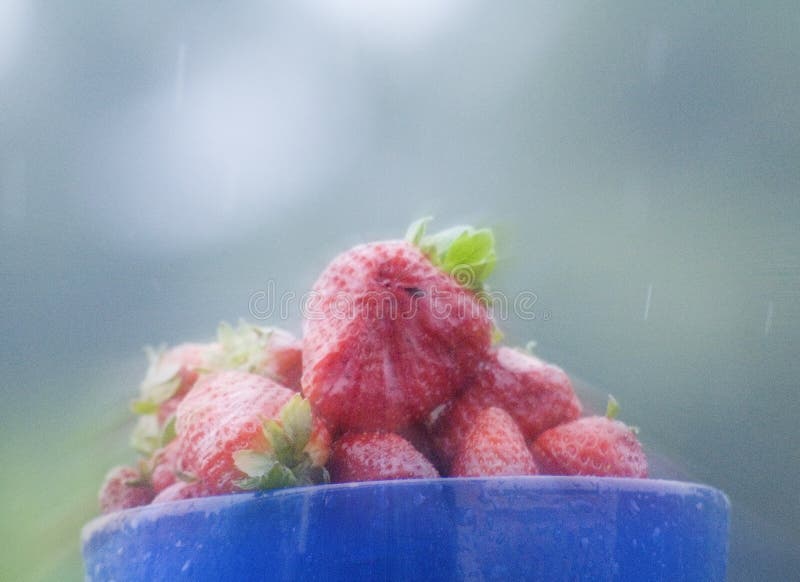 Strawberries In Rain Picture. Image: 2228985